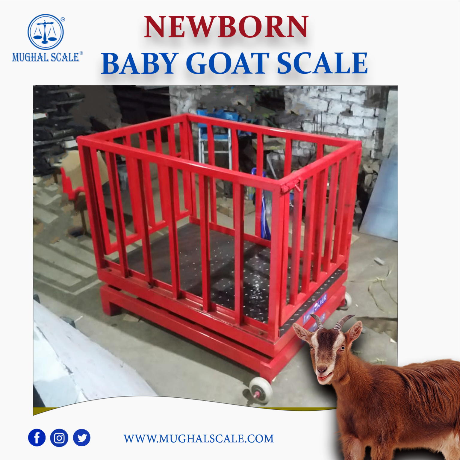 Newborn Baby Goat Scale Price in Pakistan - Mughal Kanda/Scale